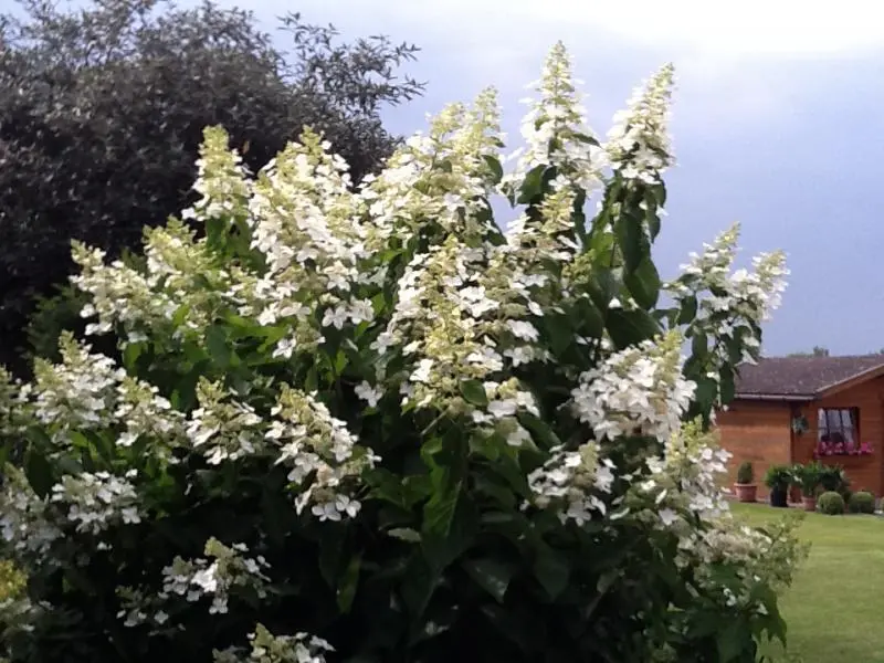 Hydrangea paniculata Levana ® | Central Jardin